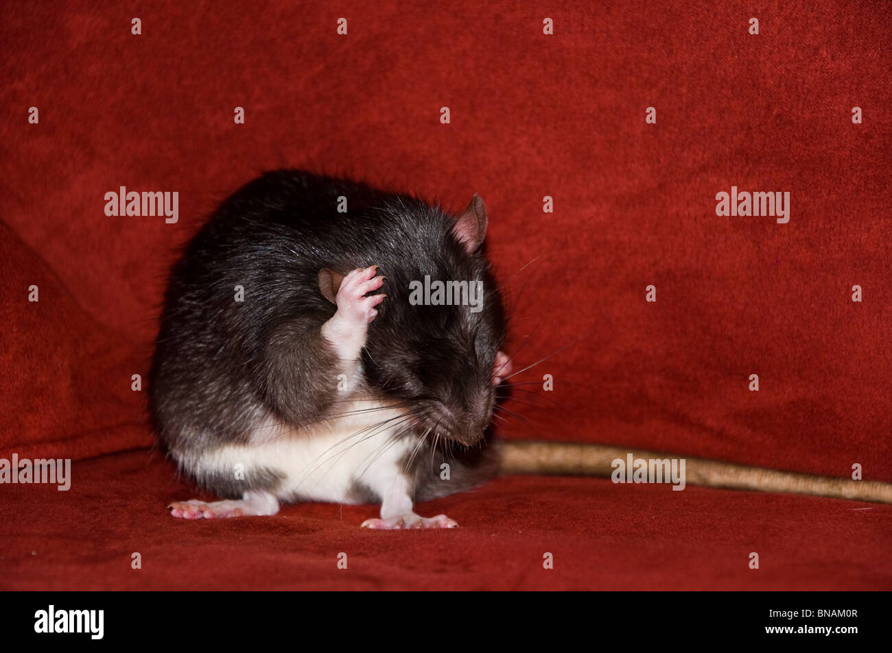 Cute Giant Brown Rat Pet Stock Photo - Alamy