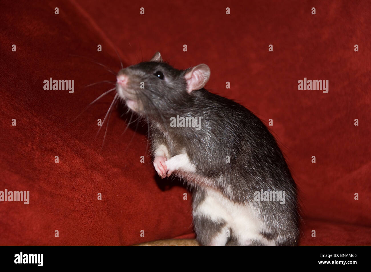 Fat rat hi-res stock photography and images - Alamy