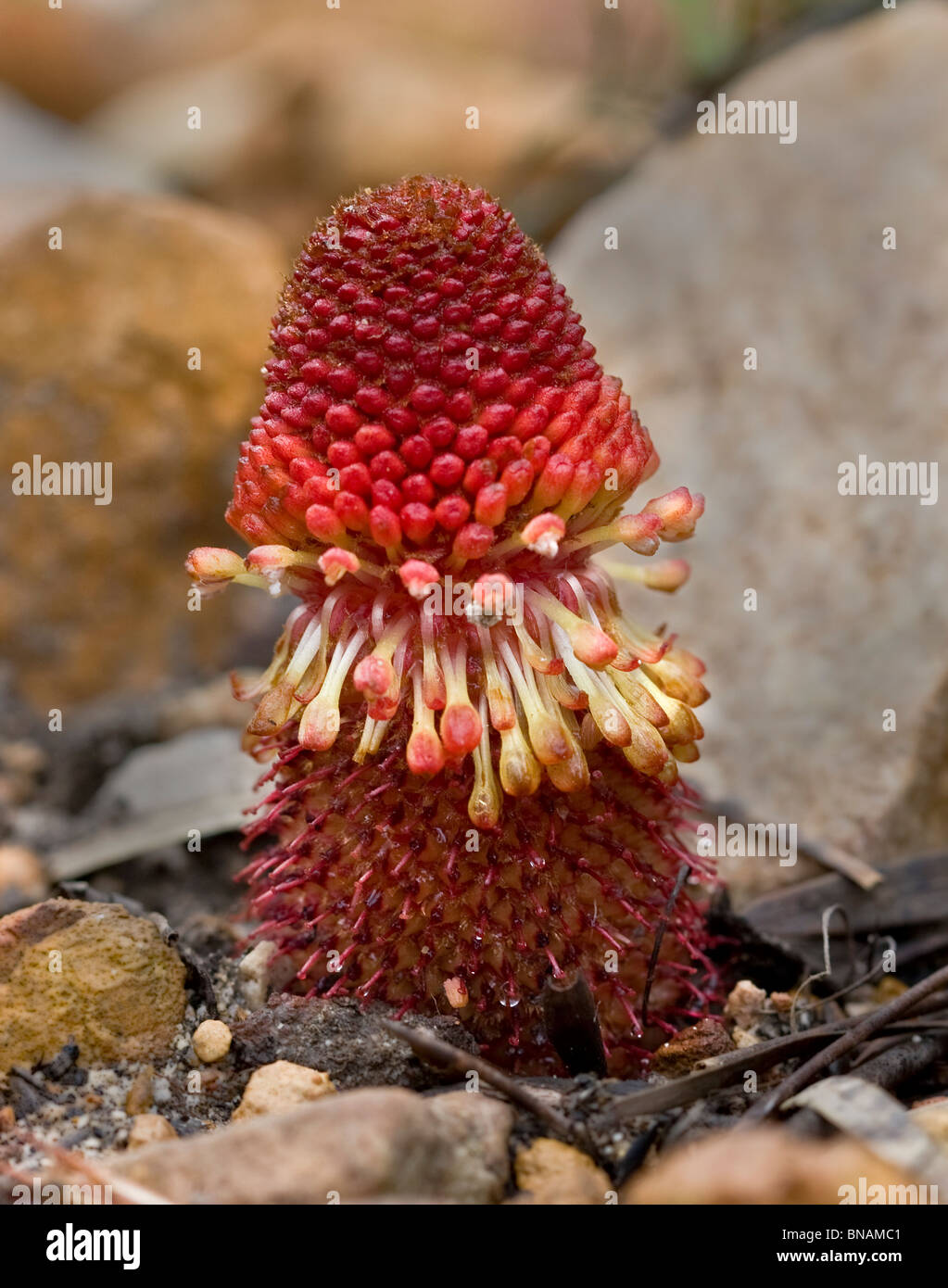 Flower of a leafless species of Protea in the finbos of the Western ...