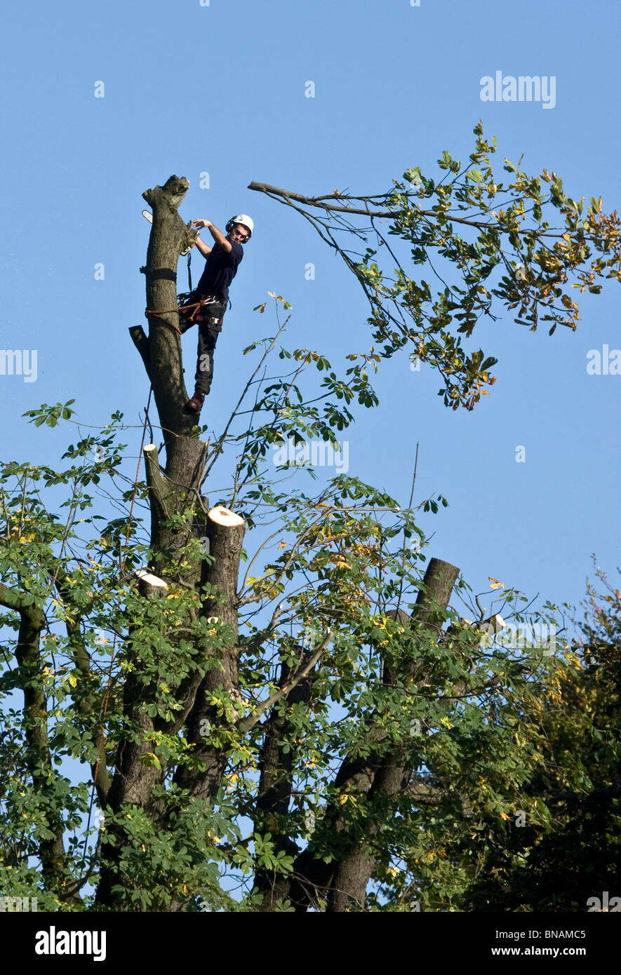 Chain saw cut tree branch hi-res stock photography and images - Alamy