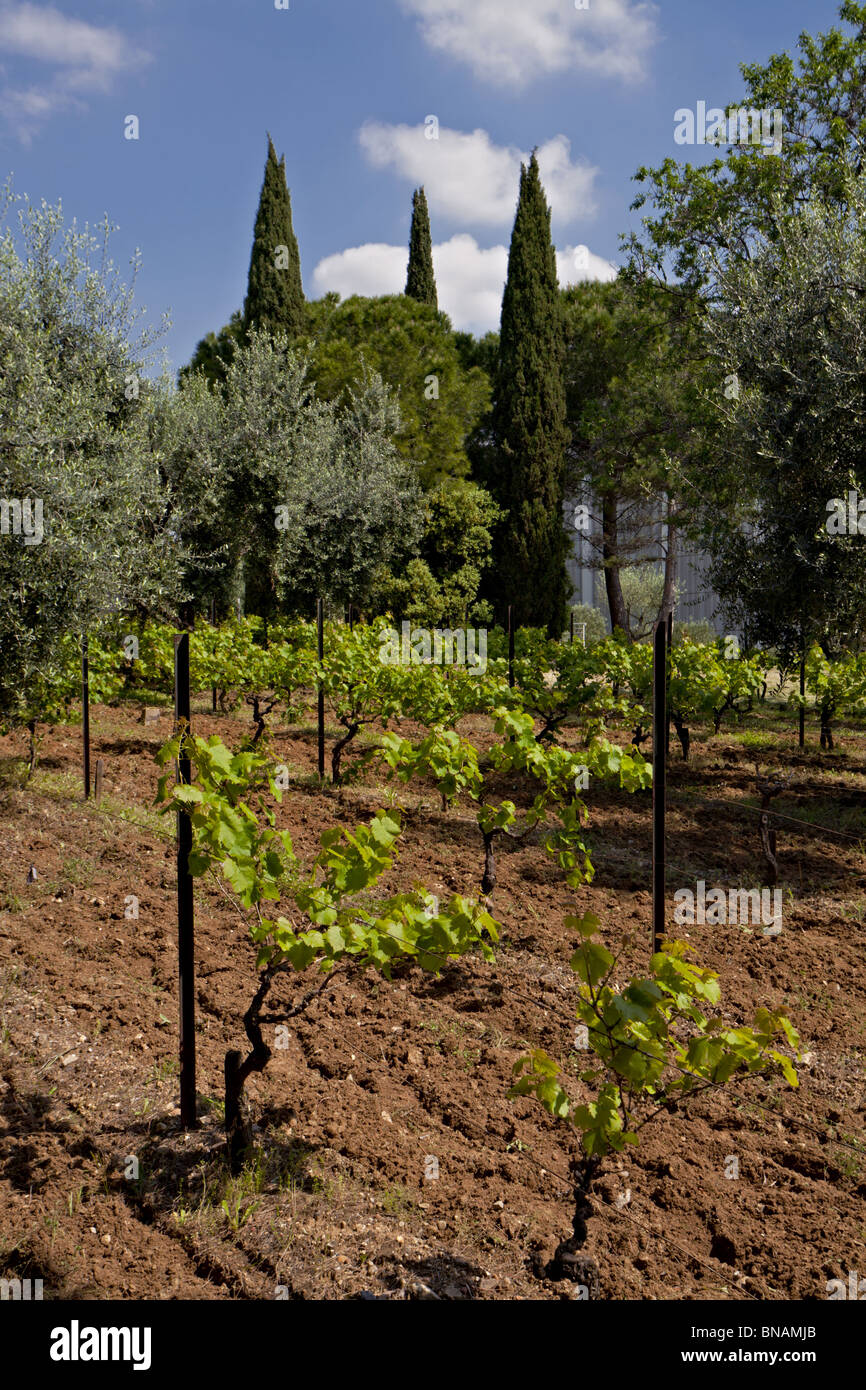 Small grape-yard among trees, Montpellier, France Stock Photo - Alamy