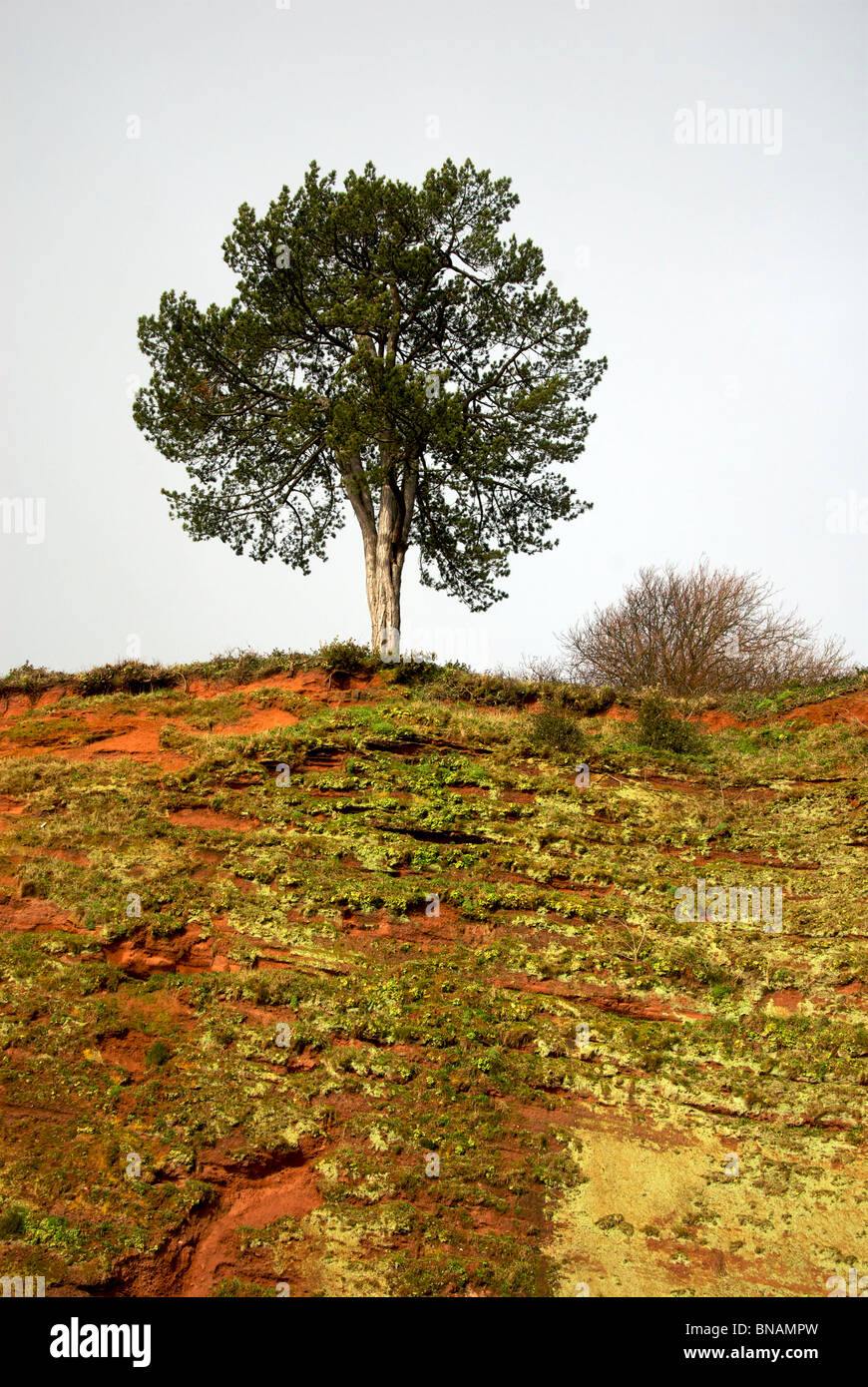 Dawlish Devon UK Beach Front Sea Cliff Stock Photo - Alamy