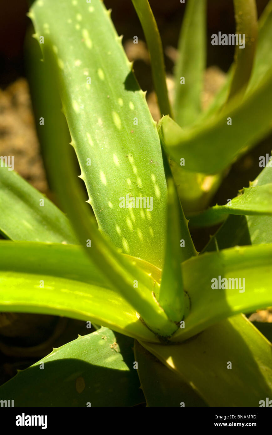vivid green aloe vera plant on a vase close up Stock Photo - Alamy