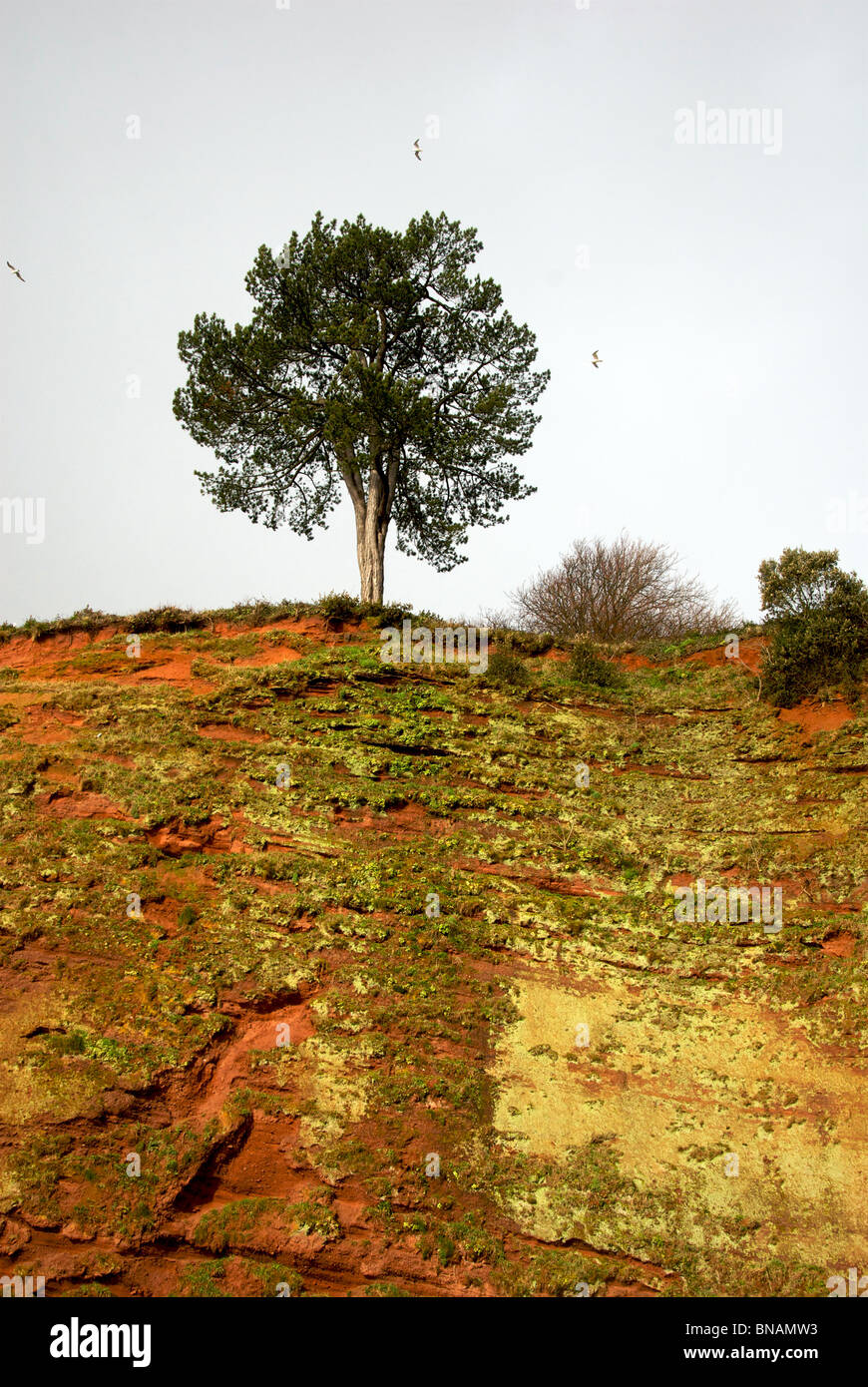 Dawlish Devon UK Beach Front Sea Cliff Stock Photo - Alamy