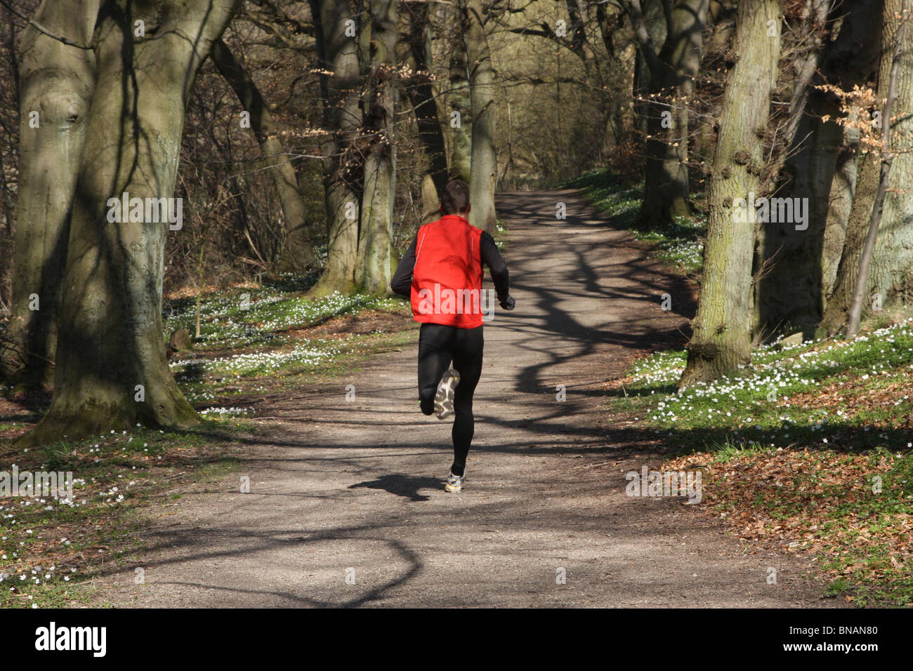 running in the forest Stock Photo - Alamy