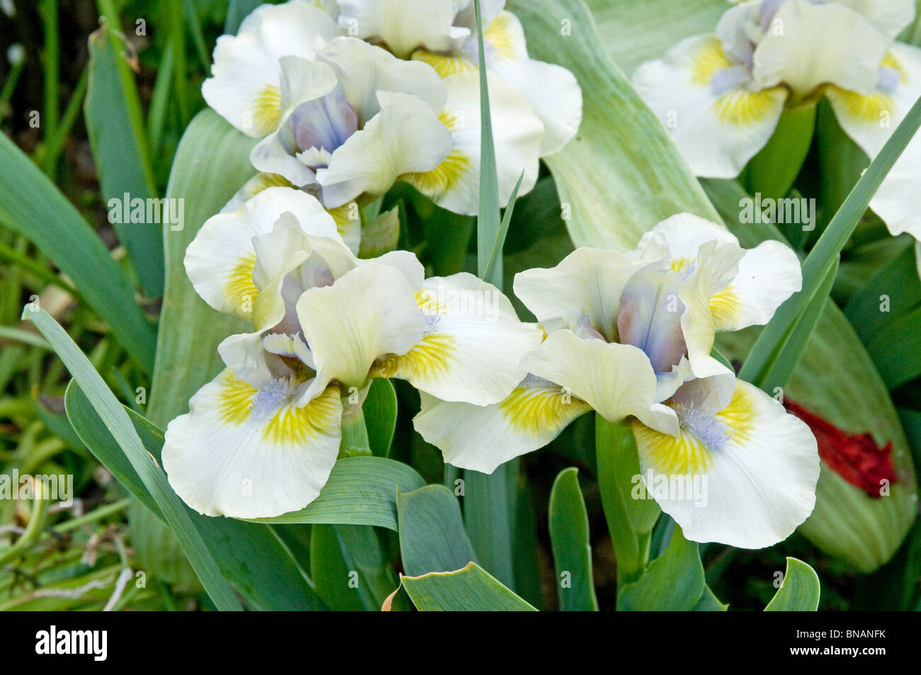 Dwarf bearded iris, Iris 'Dixie Pixie' Stock Photo - Alamy