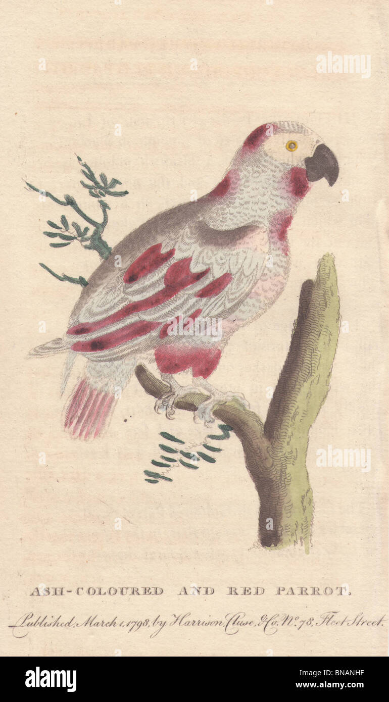 Engraving of the psittacus parrot hi-res stock photography and images ...