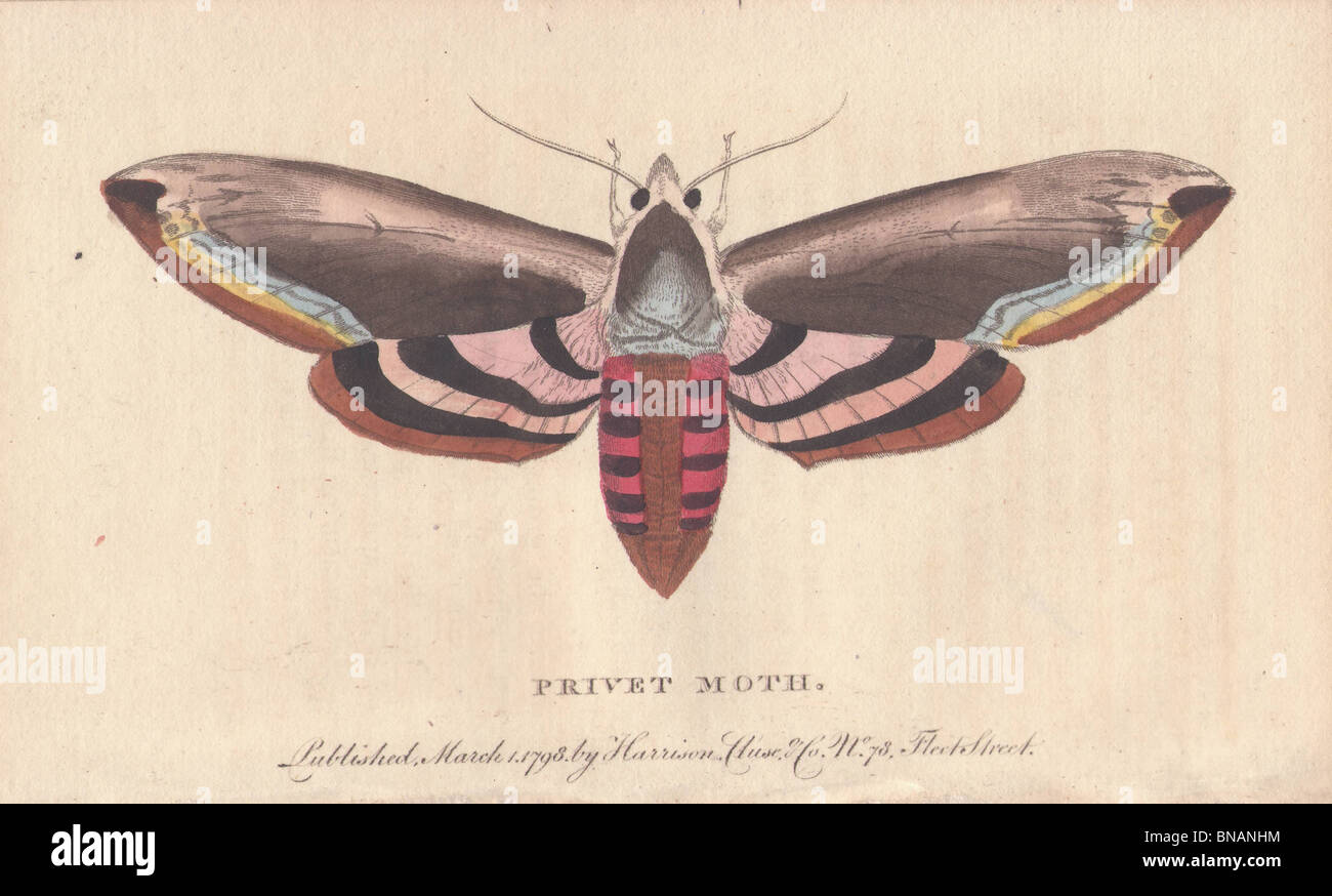 Privet moth or Privet Hawk Moth Sphinx ligustri Stock Photo - Alamy