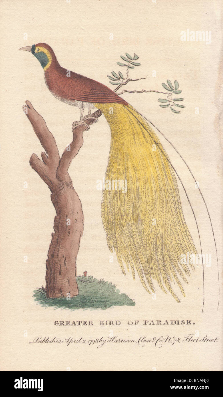 Greater bird of paradise Paridisaea apoda Stock Photo - Alamy