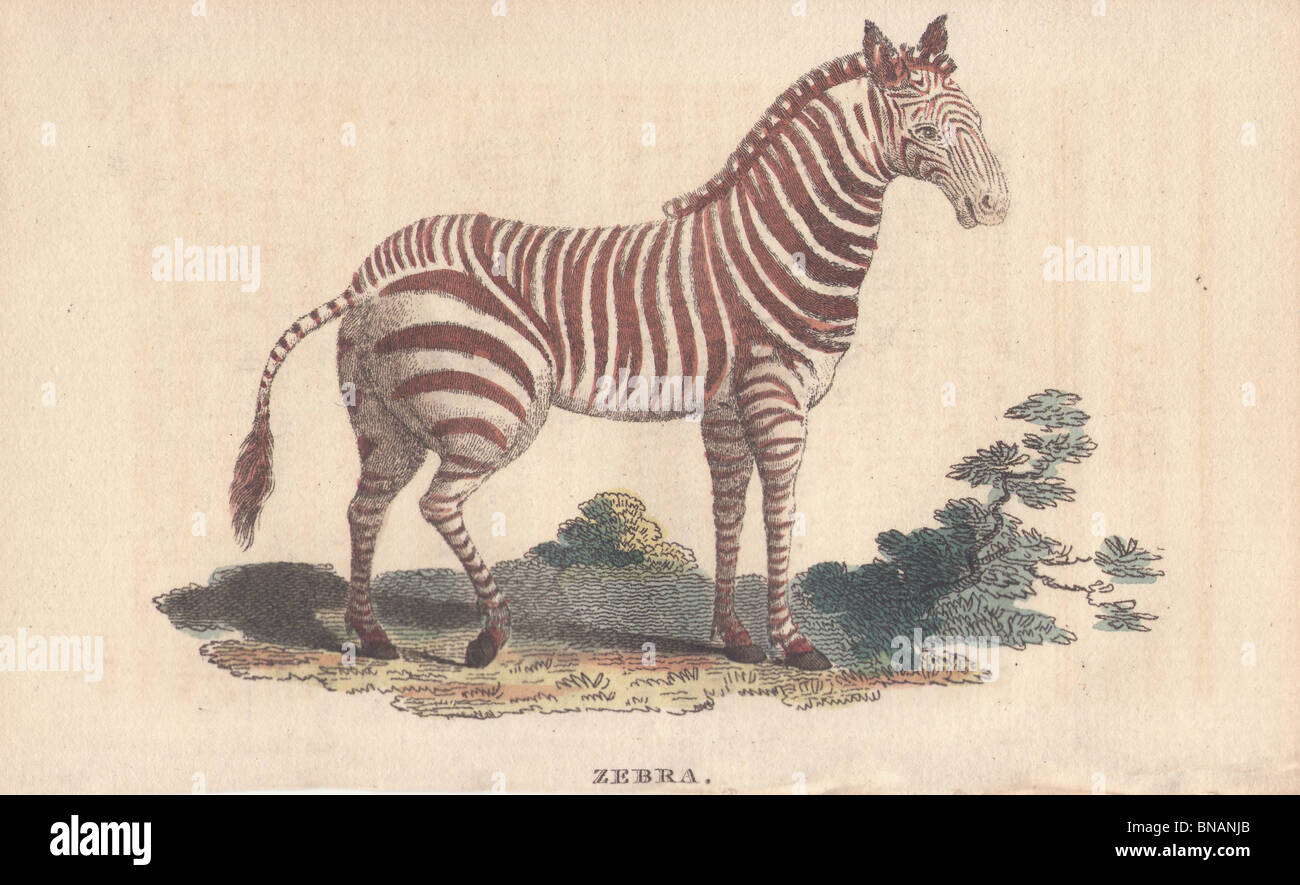 Zebra Equus quagga Stock Photo - Alamy