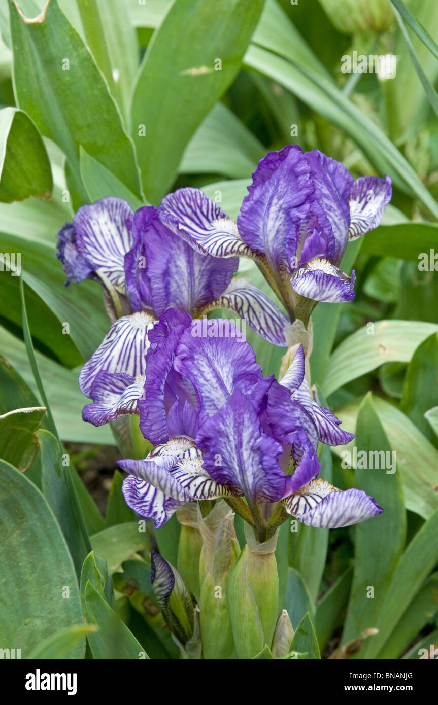 Bearded iris leaves hi-res stock photography and images - Alamy