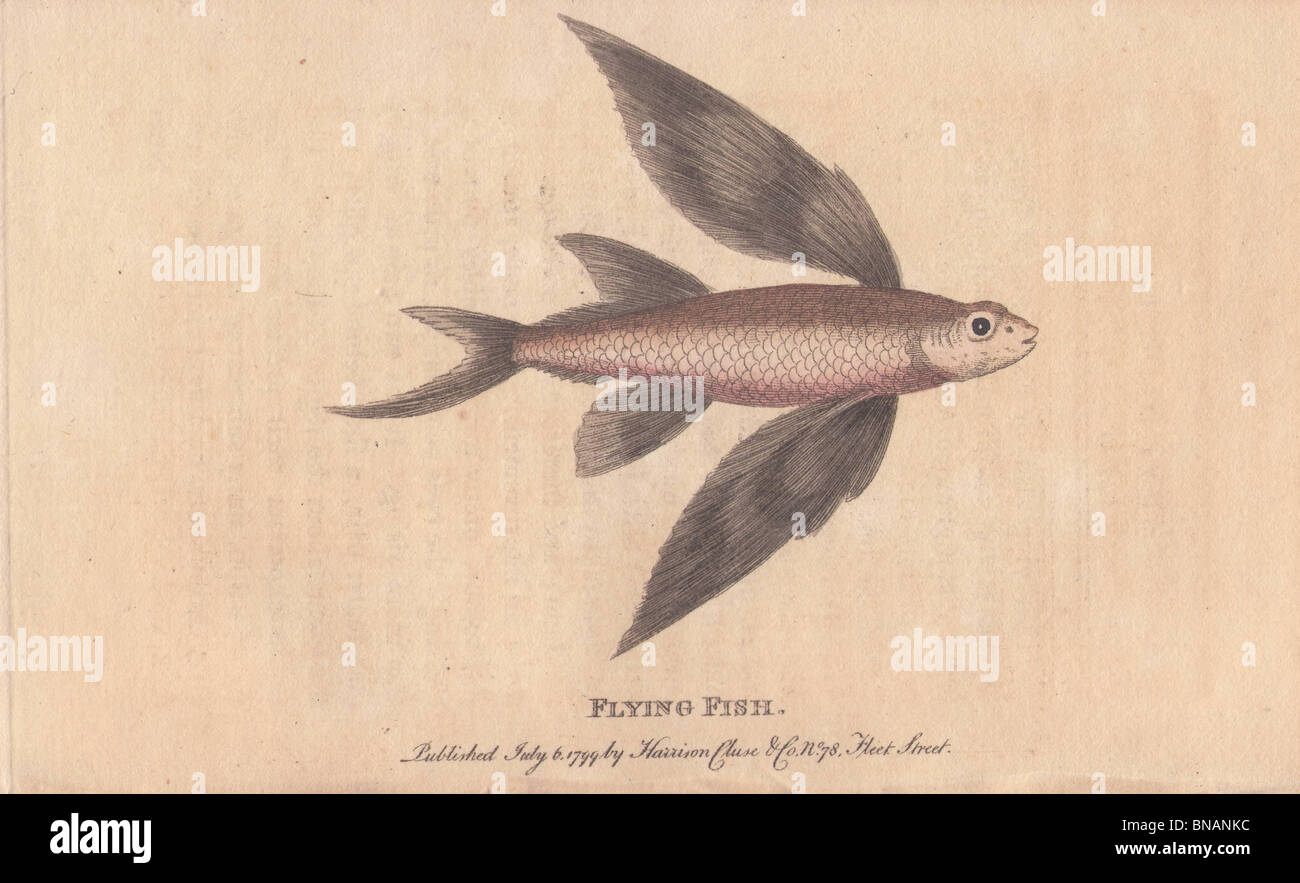 Flying fish Exocoetus Stock Photo - Alamy