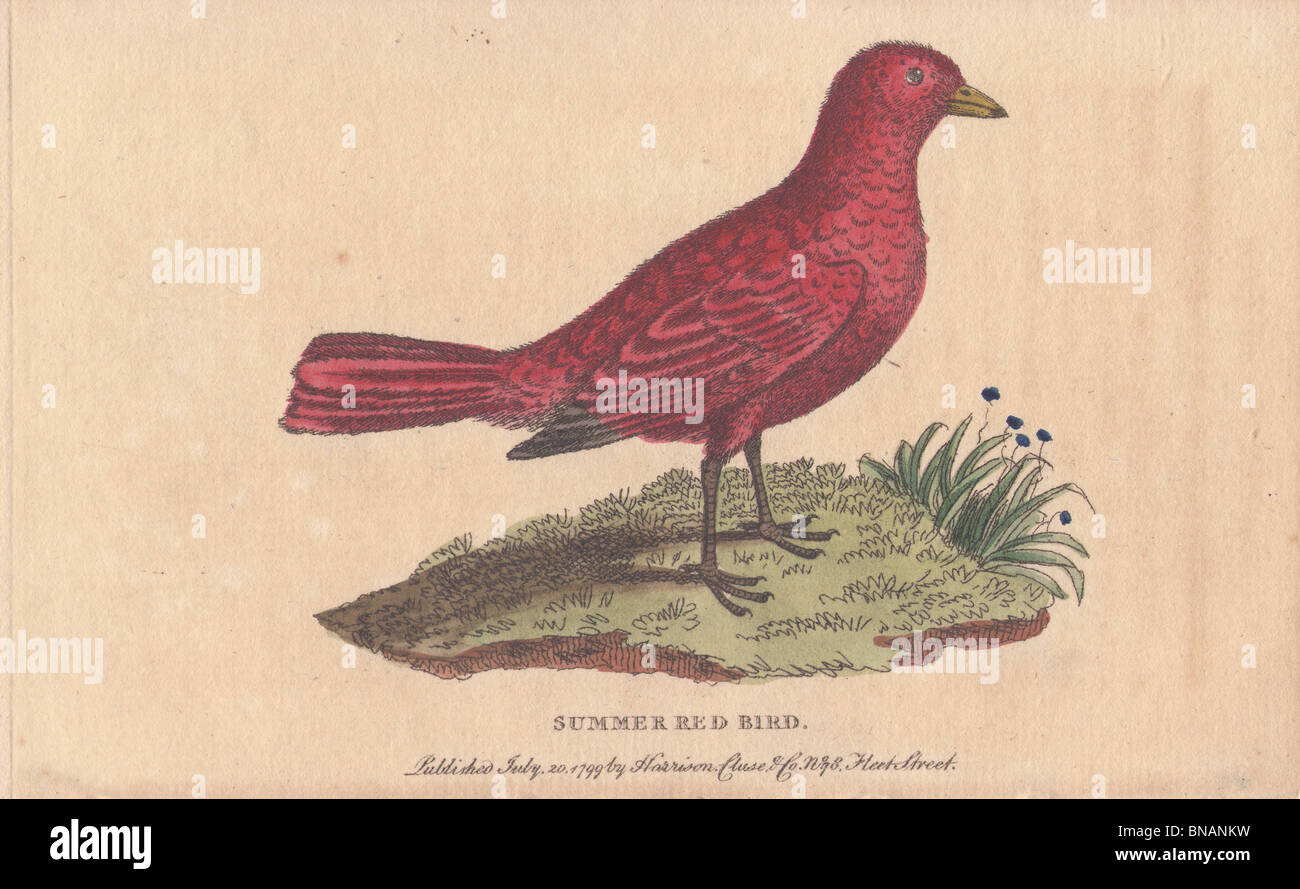 Summer red-bird Tanagra aestiva Stock Photo - Alamy
