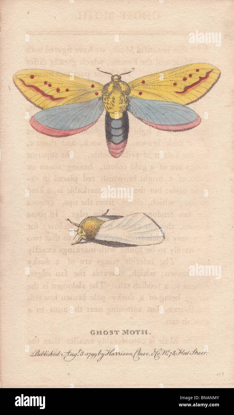 Male ghost moth hi-res stock photography and images - Alamy