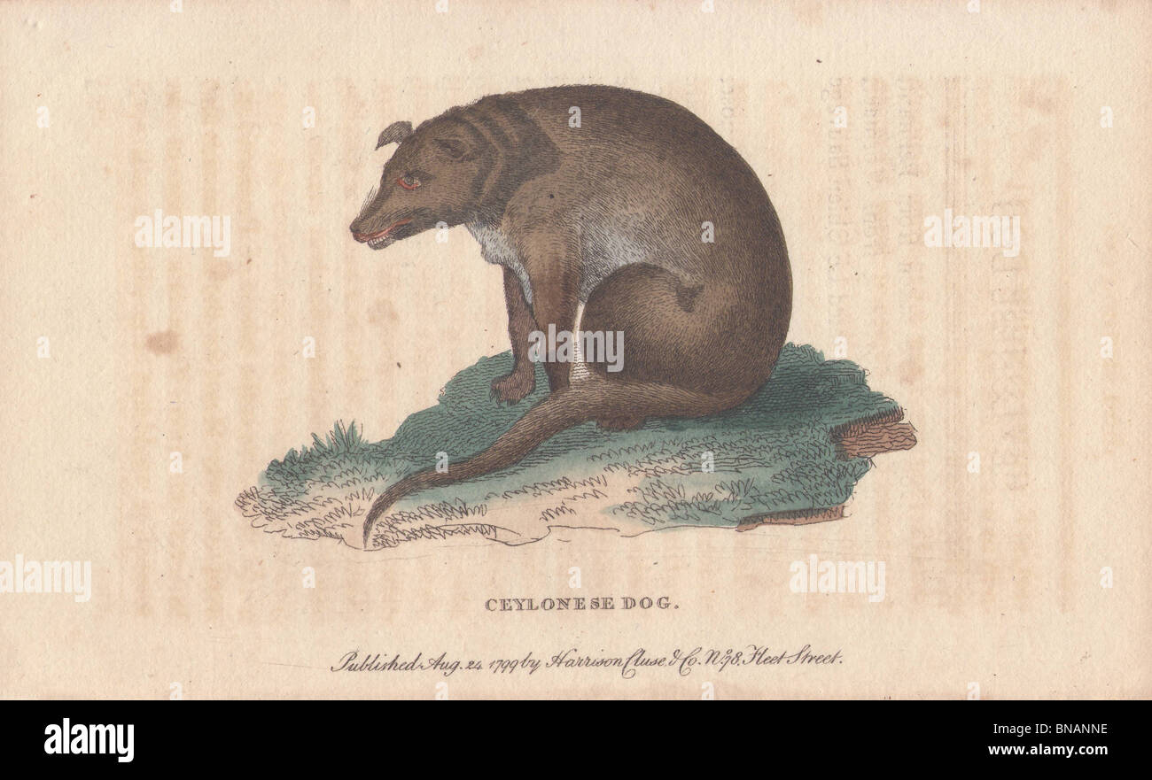 Ceylonese dog Canis ceylonicus Stock Photo - Alamy