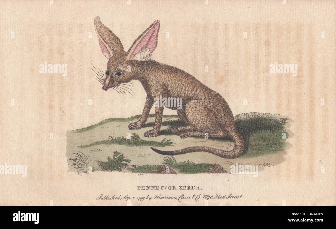 Fennec fox or zerda Vulpes zerda Stock Photo - Alamy