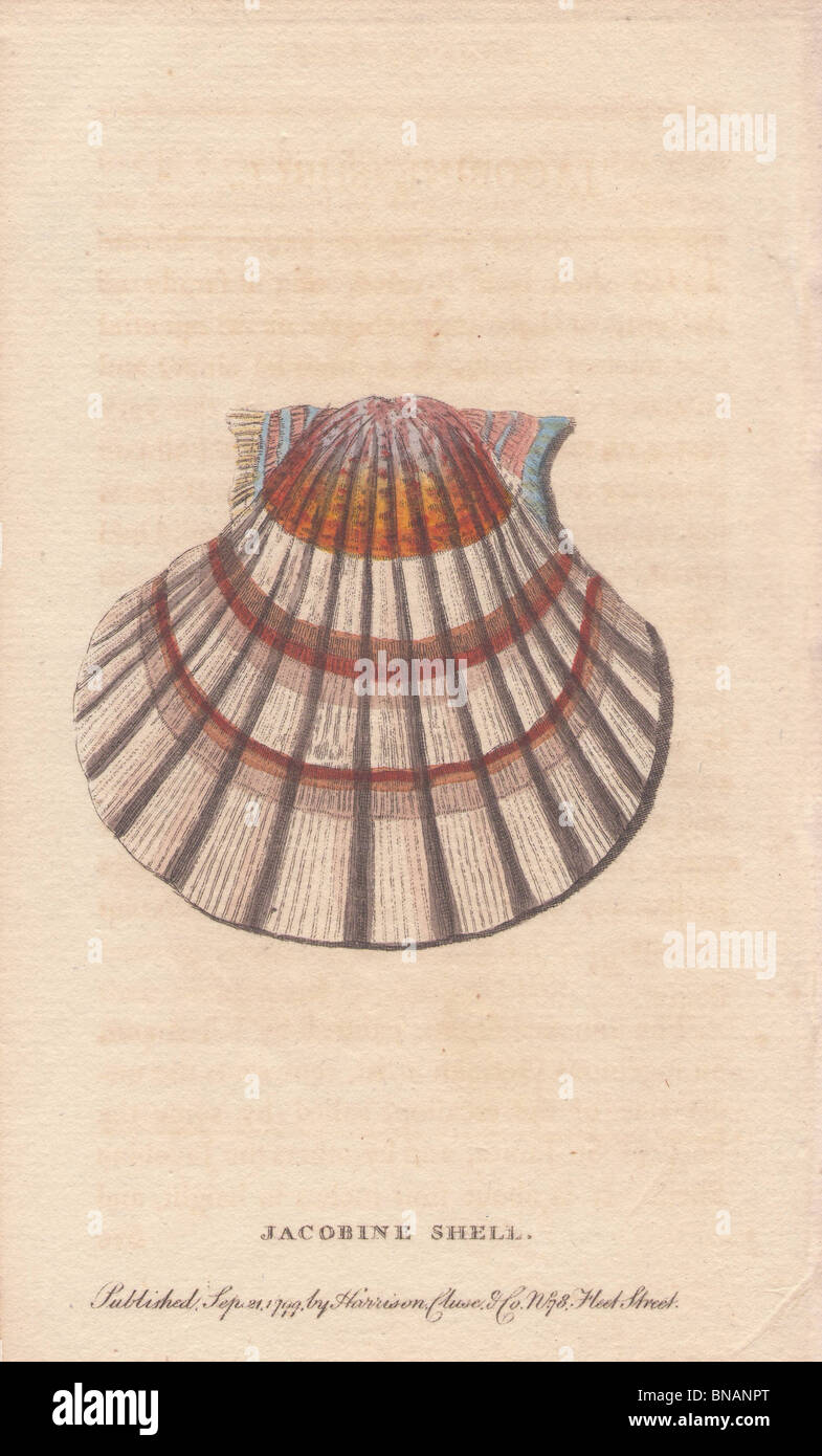 Jacobine shell or scallop Stock Photo - Alamy