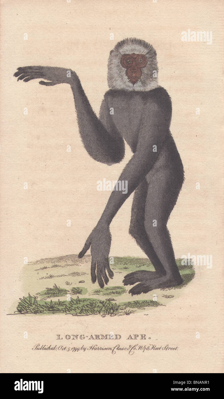 Long-armed ape or gibbon Hylobates sp Stock Photo - Alamy