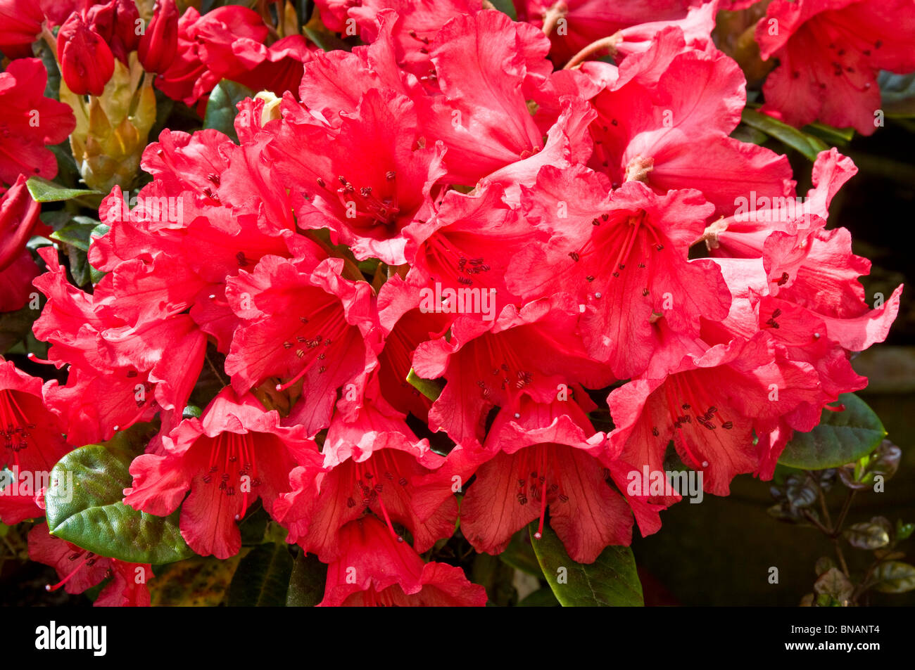 Rhododendron yakushimanum hi-res stock photography and images - Alamy