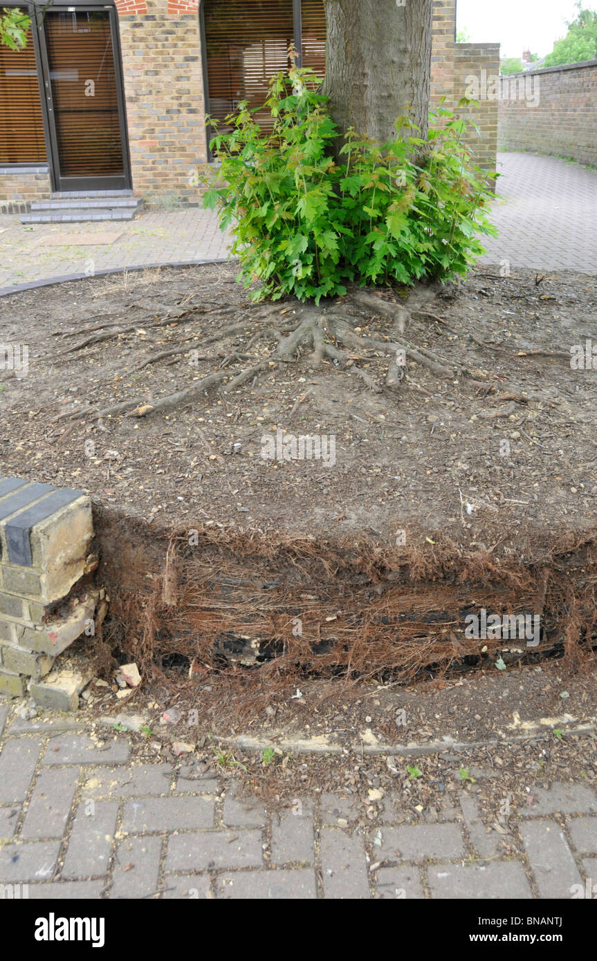 Tree Crack Wall High Resolution Stock Photography and Images - Alamy