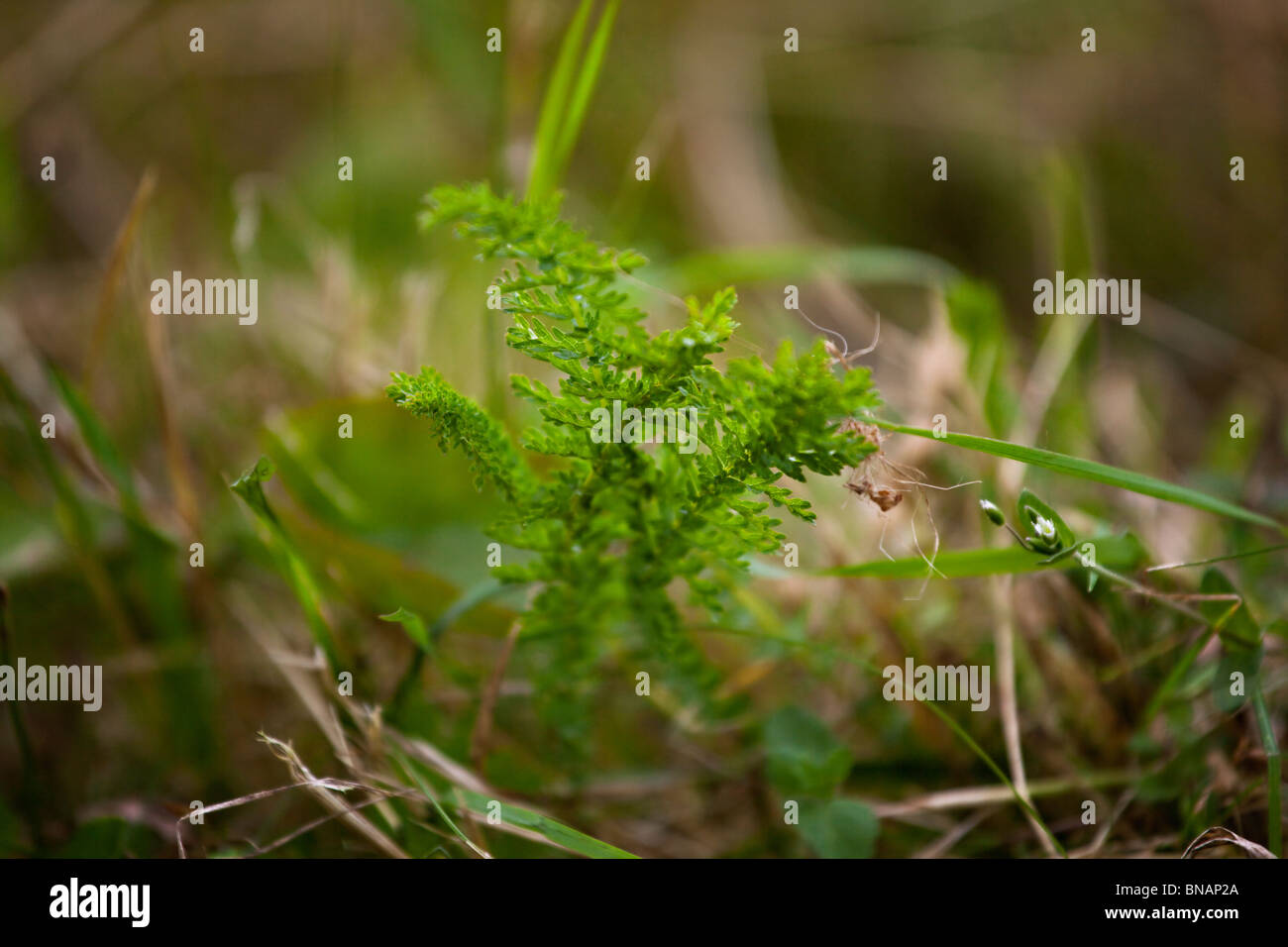 Green abstract background, grass, weed Stock Photo - Alamy