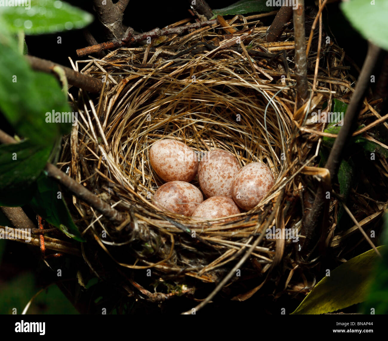 Reed warbler nest with eggs hi-res stock photography and images - Alamy