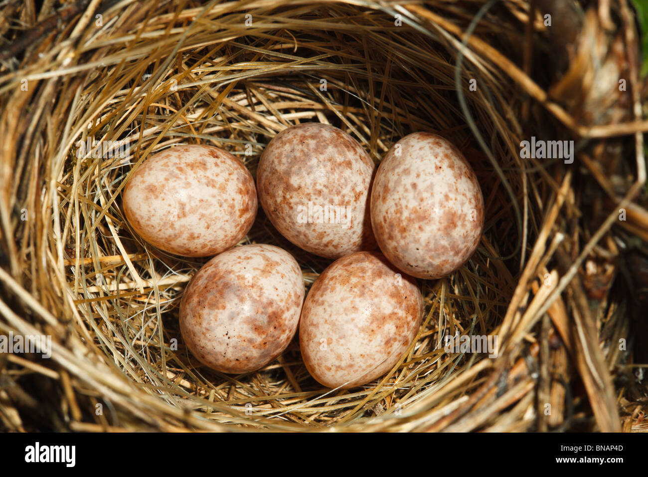 Reed warbler nest with eggs hi-res stock photography and images - Alamy
