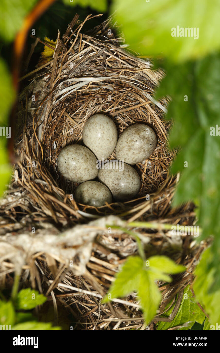 Reed warbler nest eggs hi-res stock photography and images - Alamy