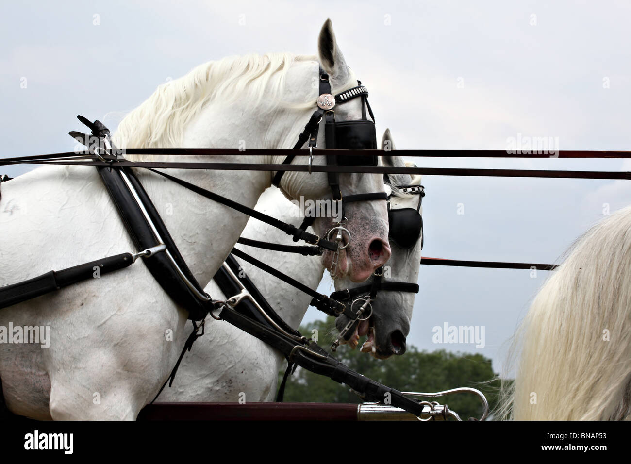 Beautiful carriage horse hi-res stock photography and images - Alamy