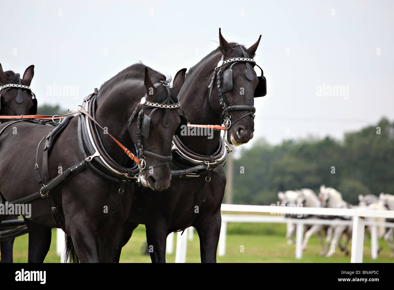 Beautiful carriage horse hi-res stock photography and images - Alamy
