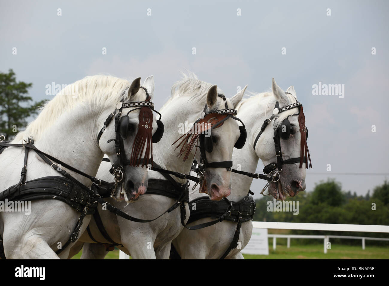 Beautiful carriage horse hi-res stock photography and images - Alamy