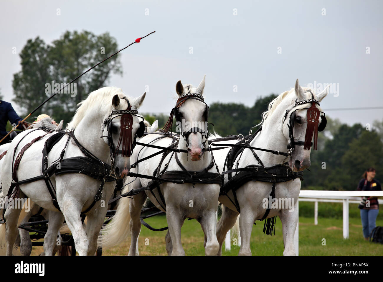 Beautiful carriage horse hi-res stock photography and images - Alamy