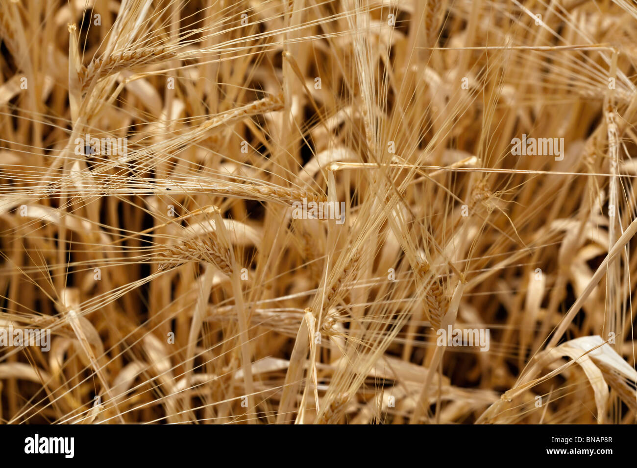 wheat on field, detail Stock Photo - Alamy