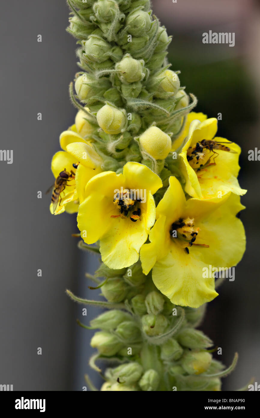 Mullein blooming hi-res stock photography and images - Alamy