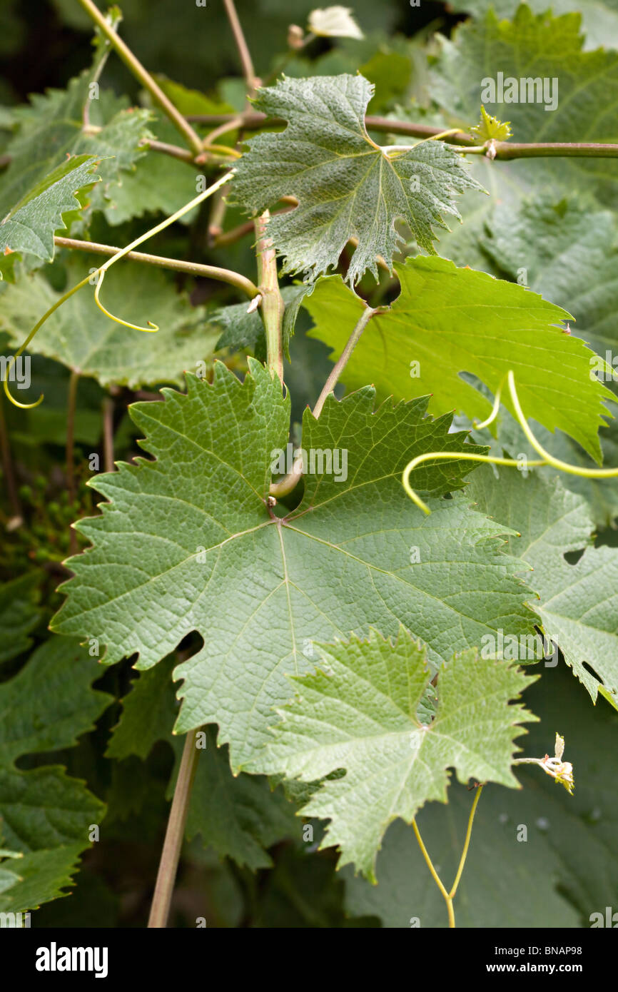 Green leaf of wine plant Stock Photo - Alamy