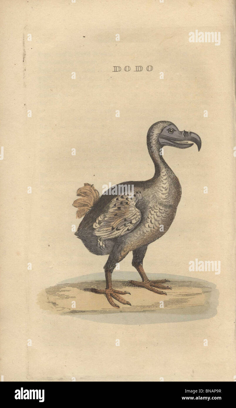 Extinct dodo bird hi-res stock photography and images - Alamy