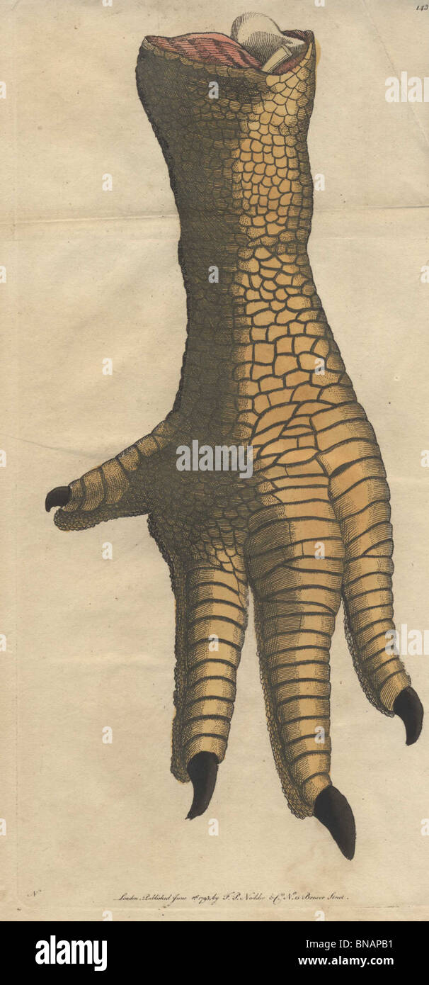 Foot of a dodo Raphus cucullatus (Didus ineptus Stock Photo - Alamy