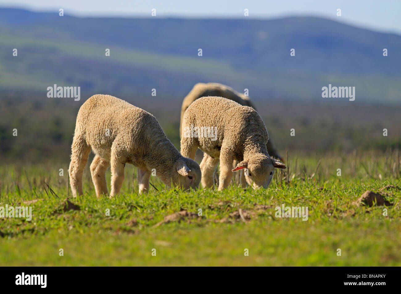 South african farming hi-res stock photography and images - Alamy