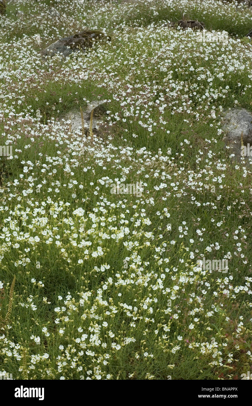 Sea campion carpet (Silene uniflora Stock Photo - Alamy