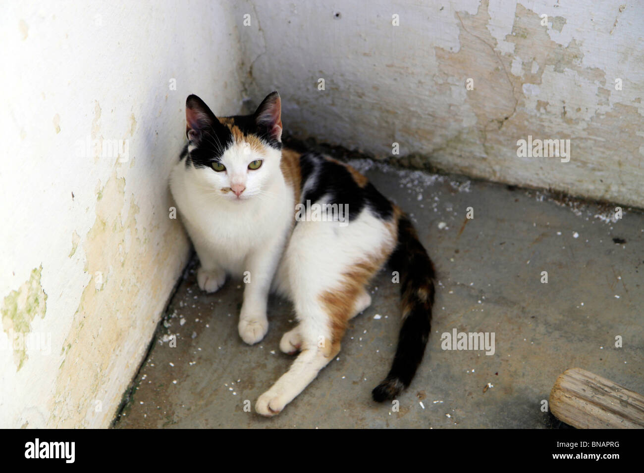 Tortoise shell kitten Stock Photo - Alamy