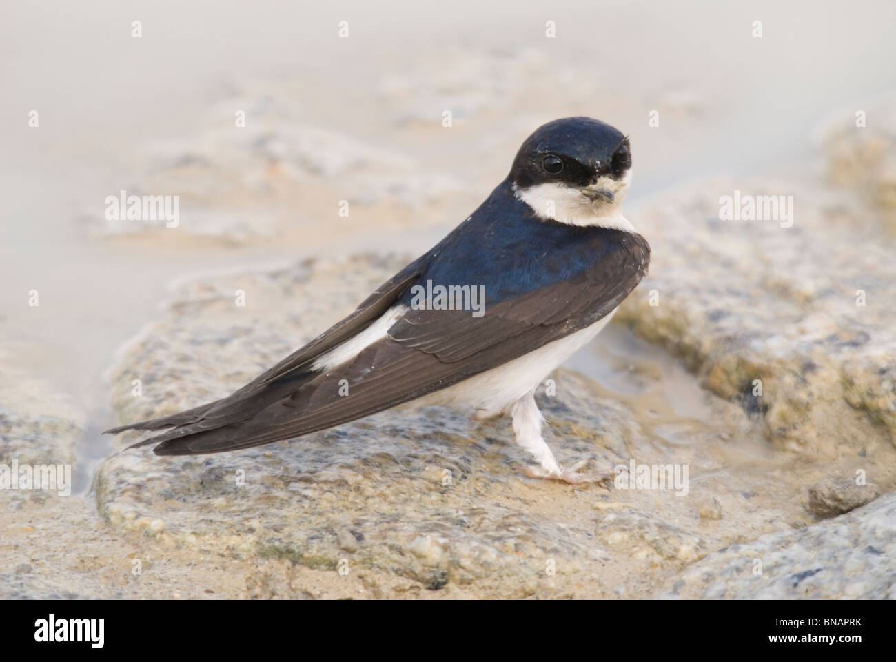House Martin (Delichon urbica Stock Photo - Alamy