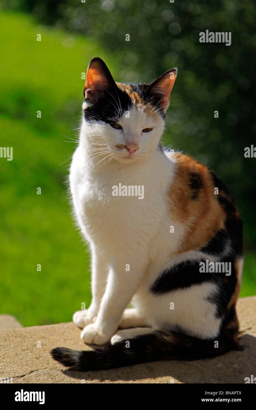 Kitten in the sun High Resolution Stock Photography and Images - Alamy