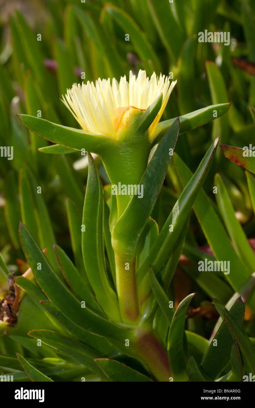 Carpobrotus edulis hi-res stock photography and images - Alamy