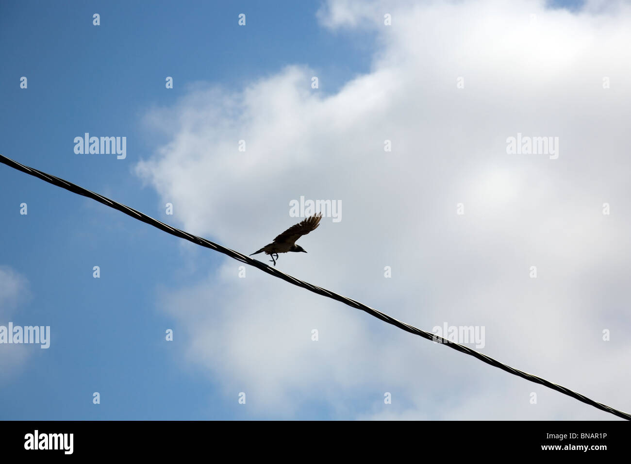 Bird and wire cable Stock Photo - Alamy