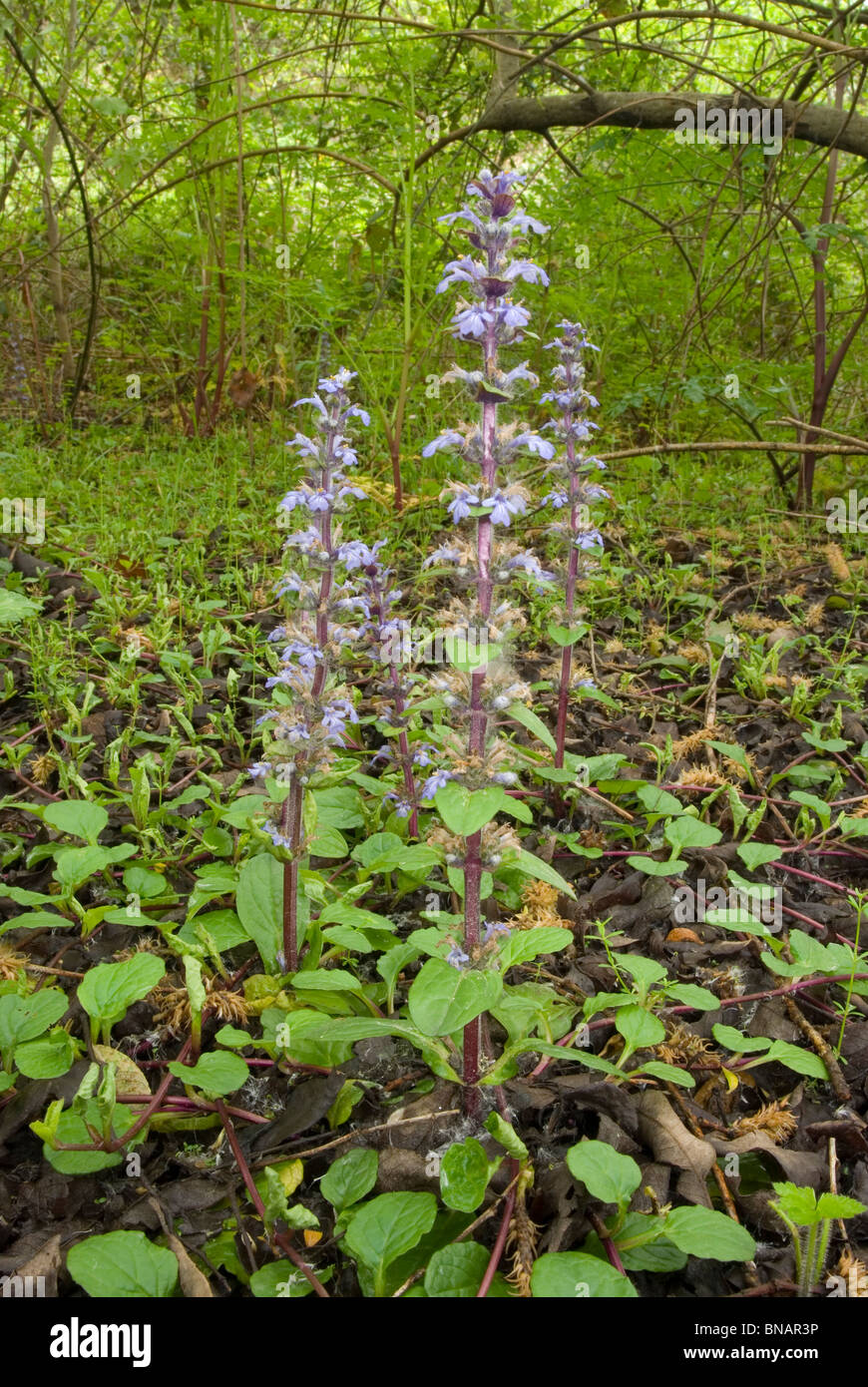 Common or Blue Bugle (Ajuga reptans Stock Photo - Alamy