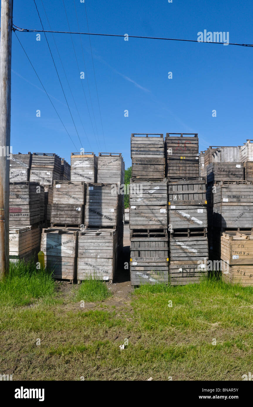 Apple crates ready for harvest Stock Photo - Alamy