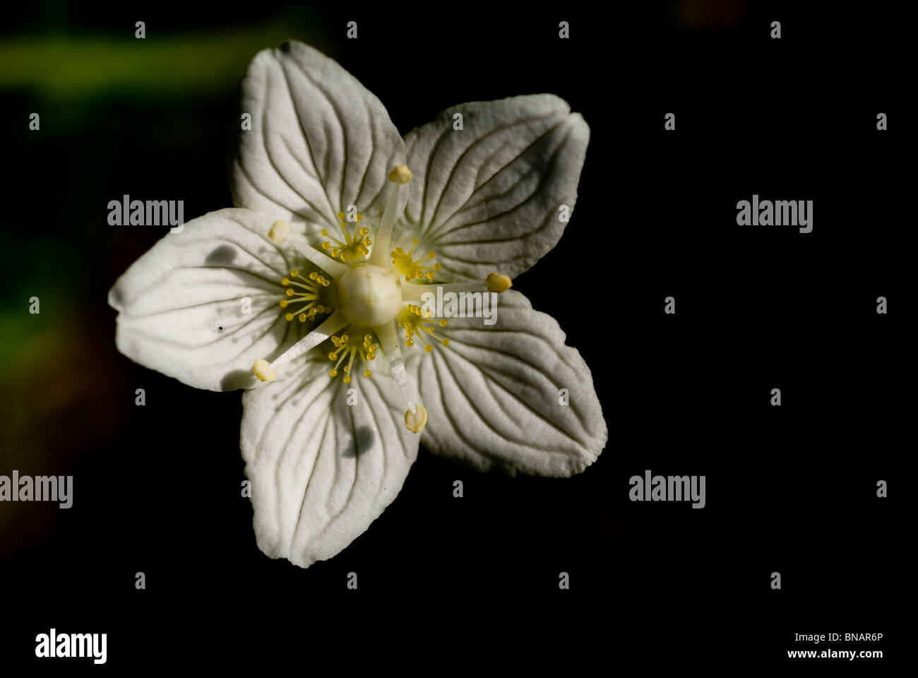 Grass Of Parnassus flower (Parnassia palustris Stock Photo - Alamy