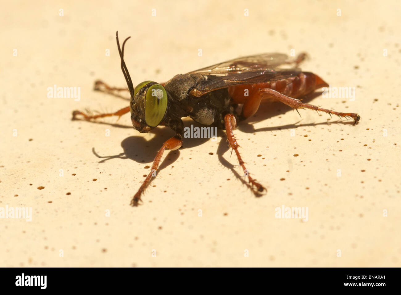 Native fly hi-res stock photography and images - Alamy