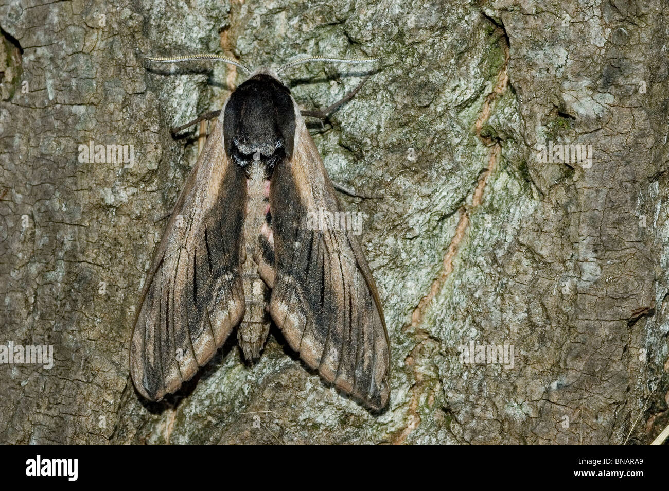 Privet hawk moth (Sphinx ligustri Stock Photo - Alamy