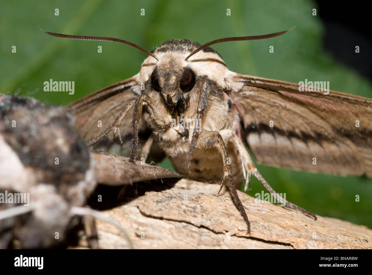 Winged sphynx hi-res stock photography and images - Alamy